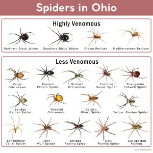 Spiders in Ohio: List with Pictures